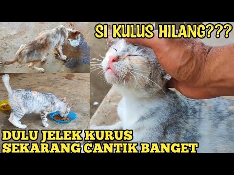 Ribuan Orang Menangis Terharu Melihat Perubahan Kucing Kurus Kering ...