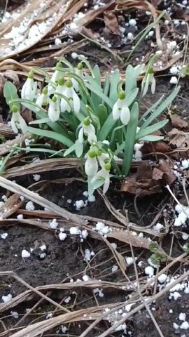 Весна бореться із зимою#Spring is fighting winter. - YouTube