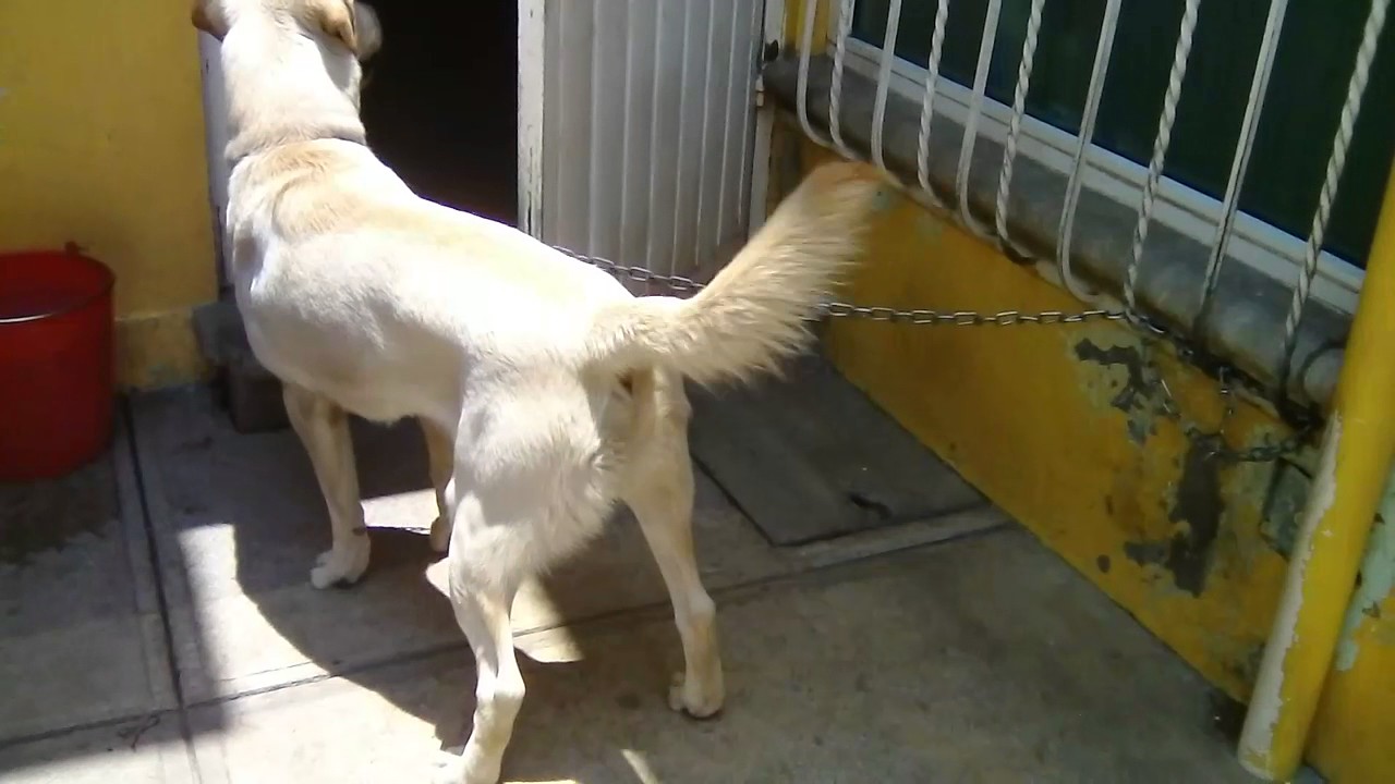 Mi perro BUki - YouTube