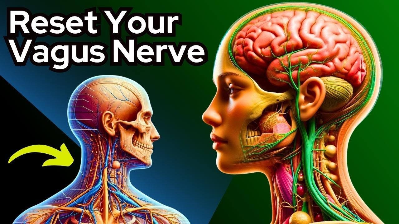How To Reset Your Vagus Nerve This Will Change Your Life YouTube how-to-reset-your-vagus-nerve-this-will-change-your-life-youtube