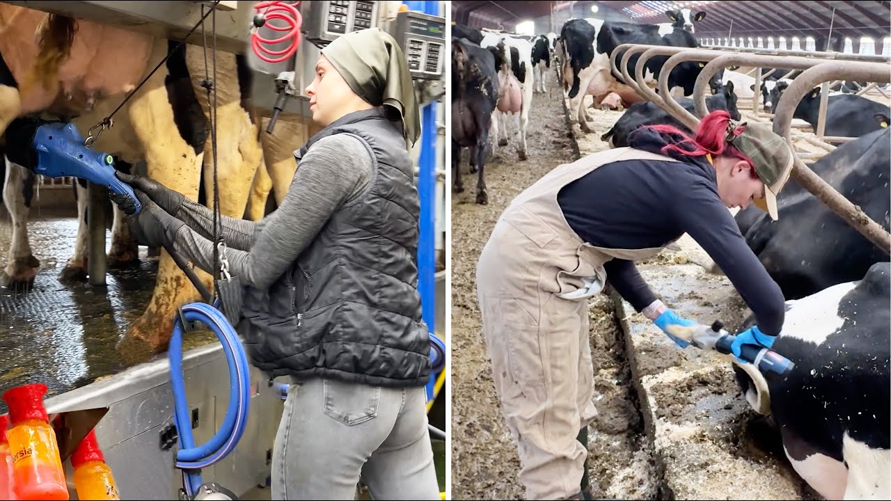 🔥 Farm LIFE Unveiled: Farm GIRLS Care for Calves, Milk Cows & Ride ...