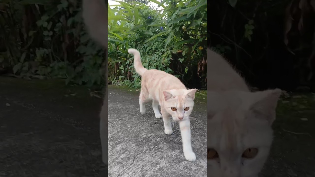 si oyen di panggil langsung lari#cat kitten #kucing #anabul #catlover #kucinglucu #fyp #cute ...