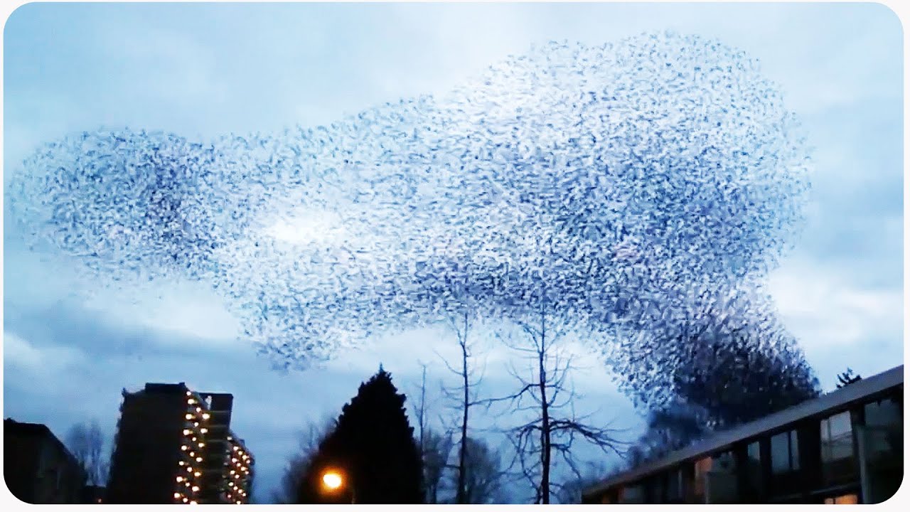 AMAZING Bird Swarm | The Plague Has Returned - YouTube