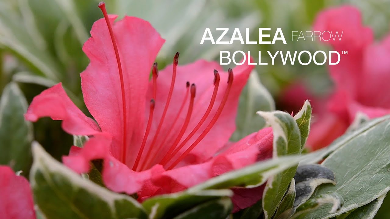 Azalea Bollywood at ParkSeed.com - YouTube