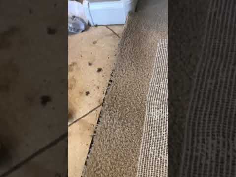 Delamination carpet repair work. - YouTube
