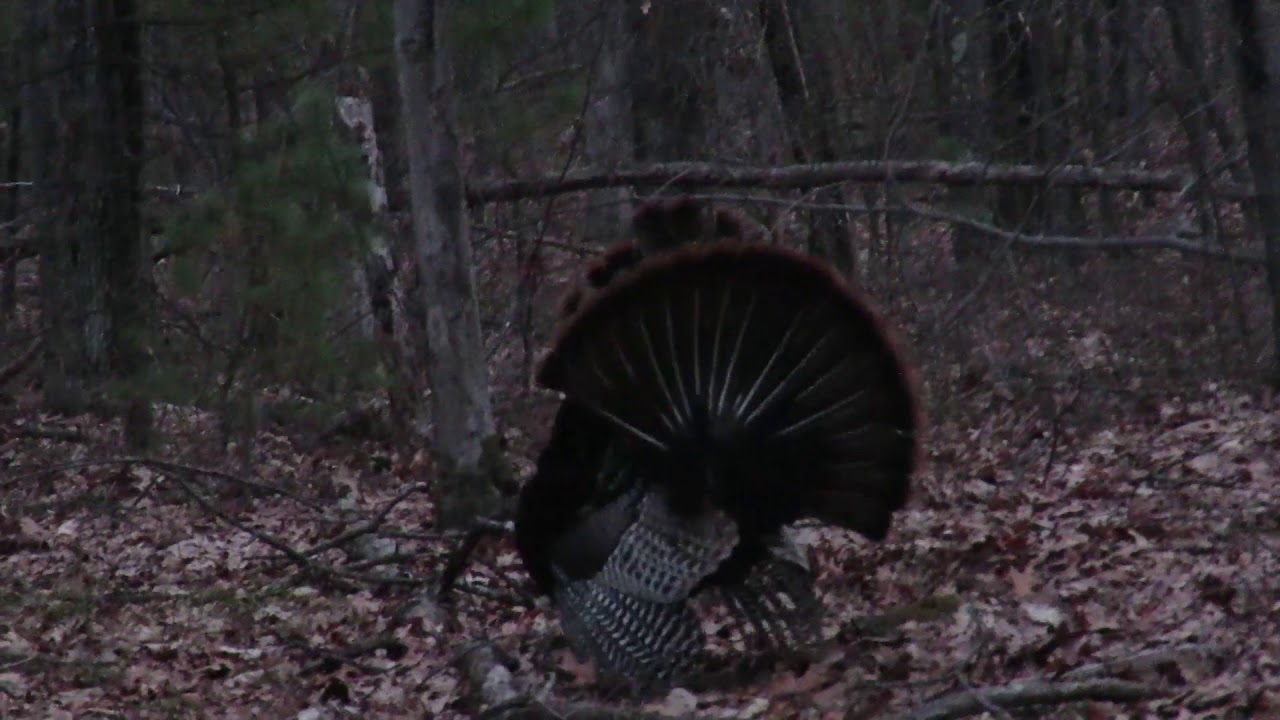 Opening Day Gobbler! Massachusetts Turkey Season 2018! - YouTube