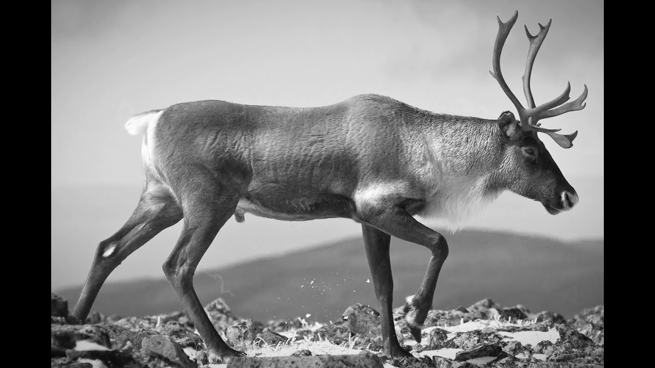 L'évolution du caribou de la Gaspésie - Sépaq - YouTube