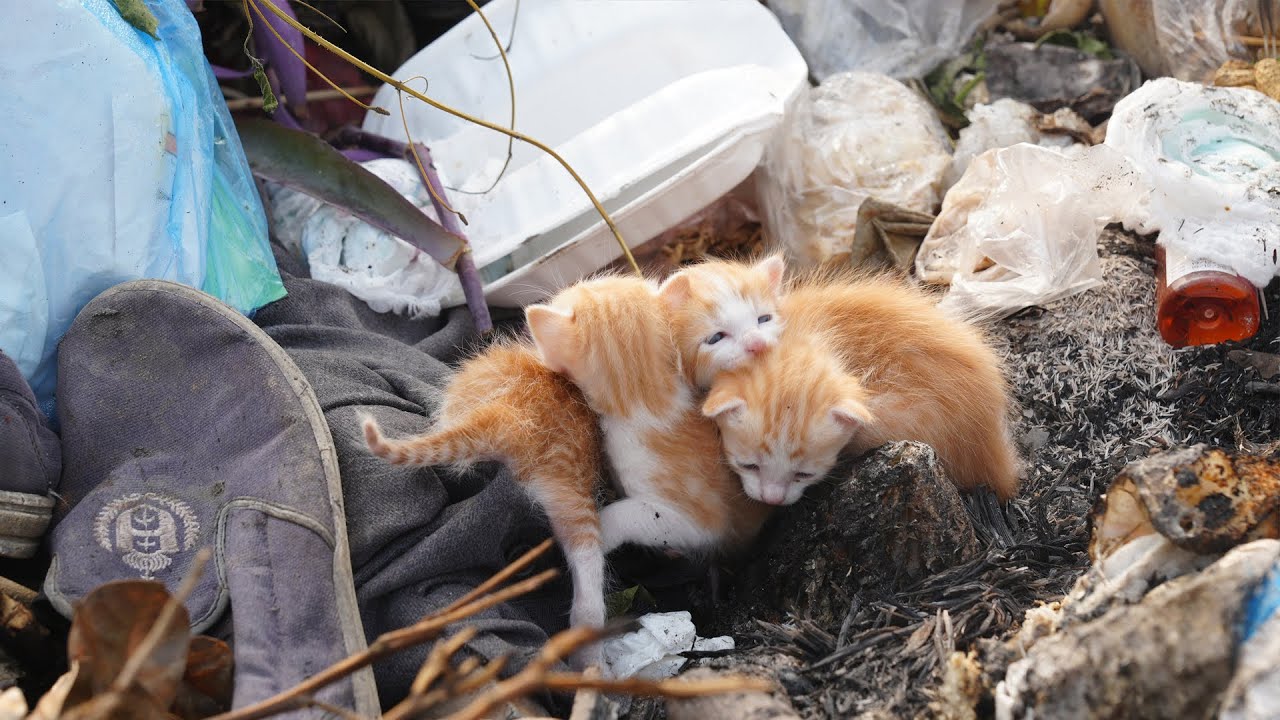 The poor kitten is living his last moments in a dirty landfill. Rescue ...
