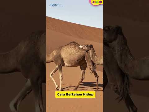 Mengenal Jenis-Jenis Unta dan Bagaimana Cara Unta Bertahan Hidup di ...