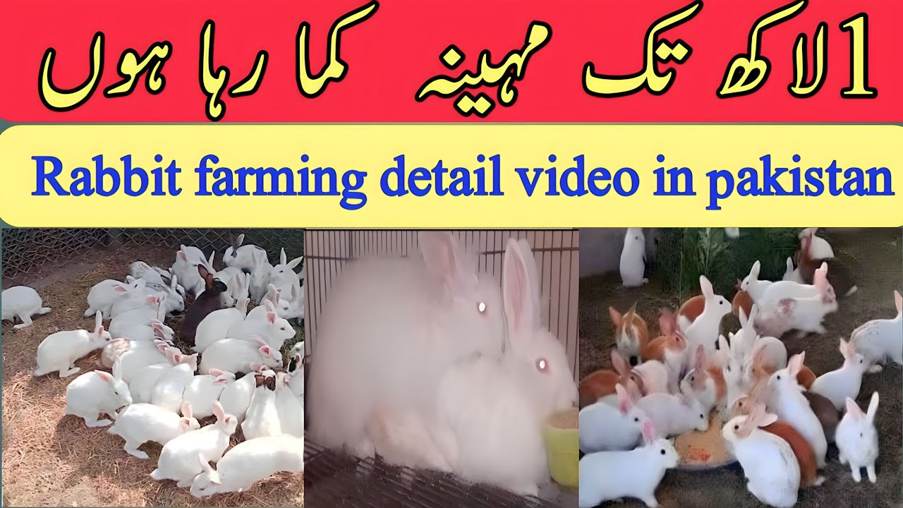 Rabbit Farm Shuro kr ka 1 lakh tak kma raha ho | Rabbit Farming in ...