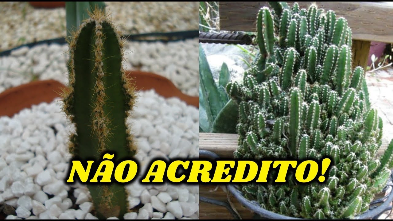 7 ESPÉCIES DE CACTOS QUE FICAM GRANDES E VOCÊ NÃO SABIA! - YouTube