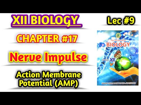 Action Membrane potential (APM) lec #9 Class 12 biology - YouTube