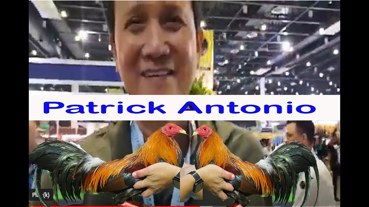 sagupaan ni patrick antonio sold out worldgamefowlexpo2024 - YouTube