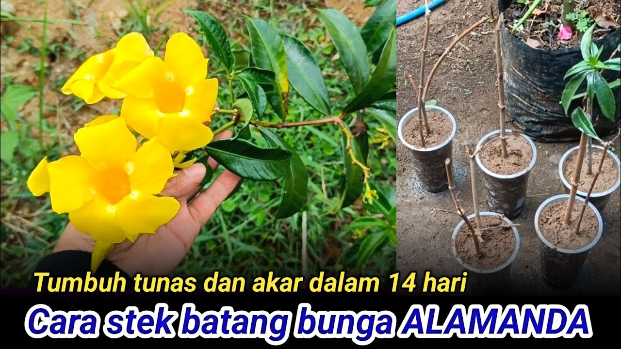 Cara memperbanyak pohon bunga Alamanda melalui stek Batang • Stek ...