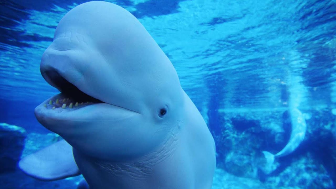 IRL Beluga Whale Encounter (Birdman Story Time #24) - YouTube