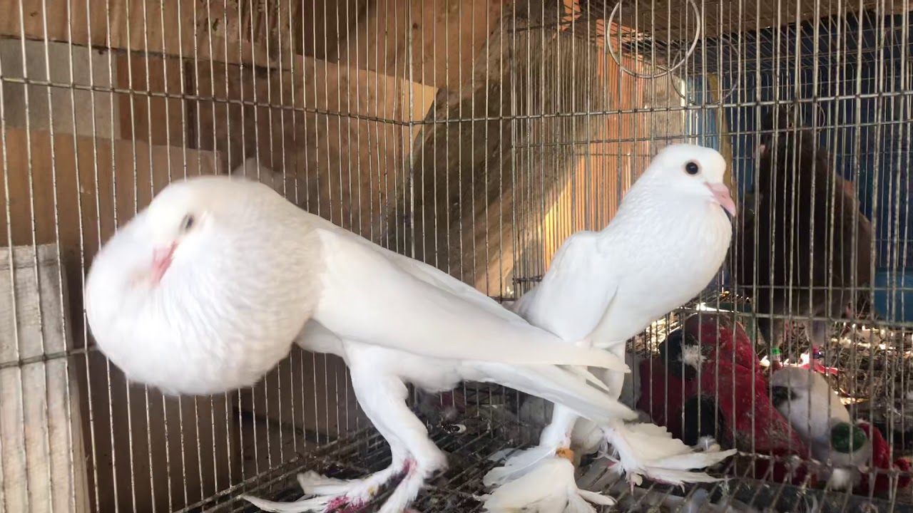PIGMY POUTER WHITE PAIR || YETBO BACKYARD - Philippines 🇵🇭 | 🕊 Pigeons ...