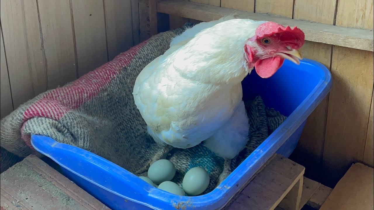 Momento exacto donde gallina pone huevo verde - YouTube