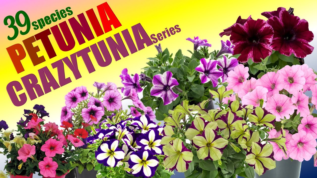 39 PETUNIA SPECIES - CRAZYTUNIA SERIES | HERB STORIES - YouTube
