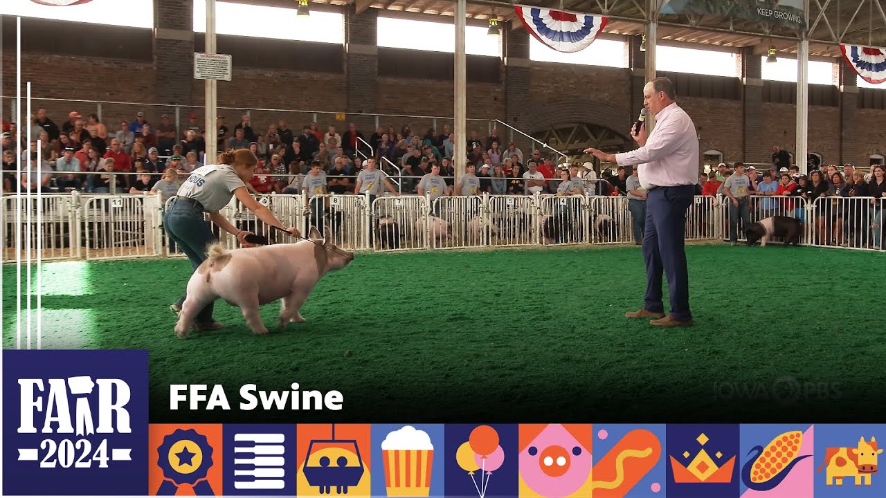 FFA Swine – Fair 2024 - YouTube