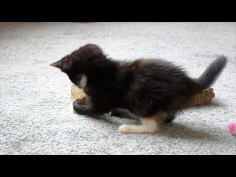 Cute little kitten named Mittens. - YouTube
