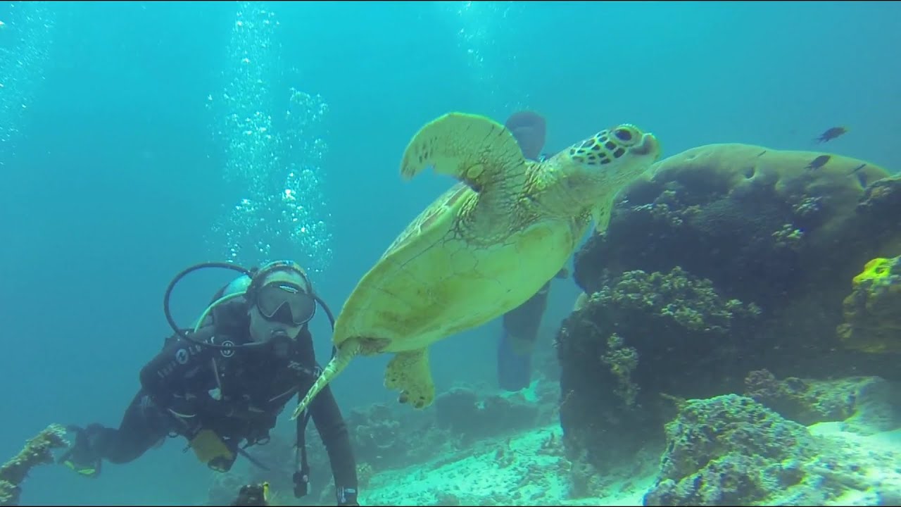 Scuba diving @ Sipandan Island Sabah Malaysia 潛水斯巴丹2016 - YouTube
