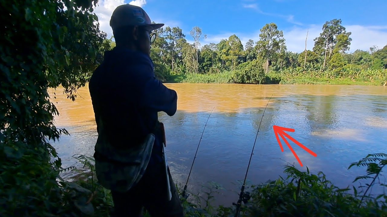 Mancing ikan baung guna joran udang | umpan usus ayam #wms-341 - YouTube