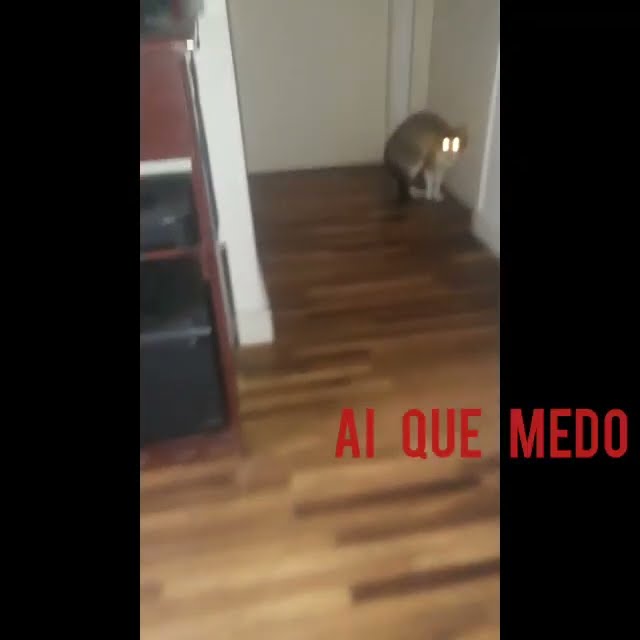 Aí que medo!/ Oh, I am scared - YouTube