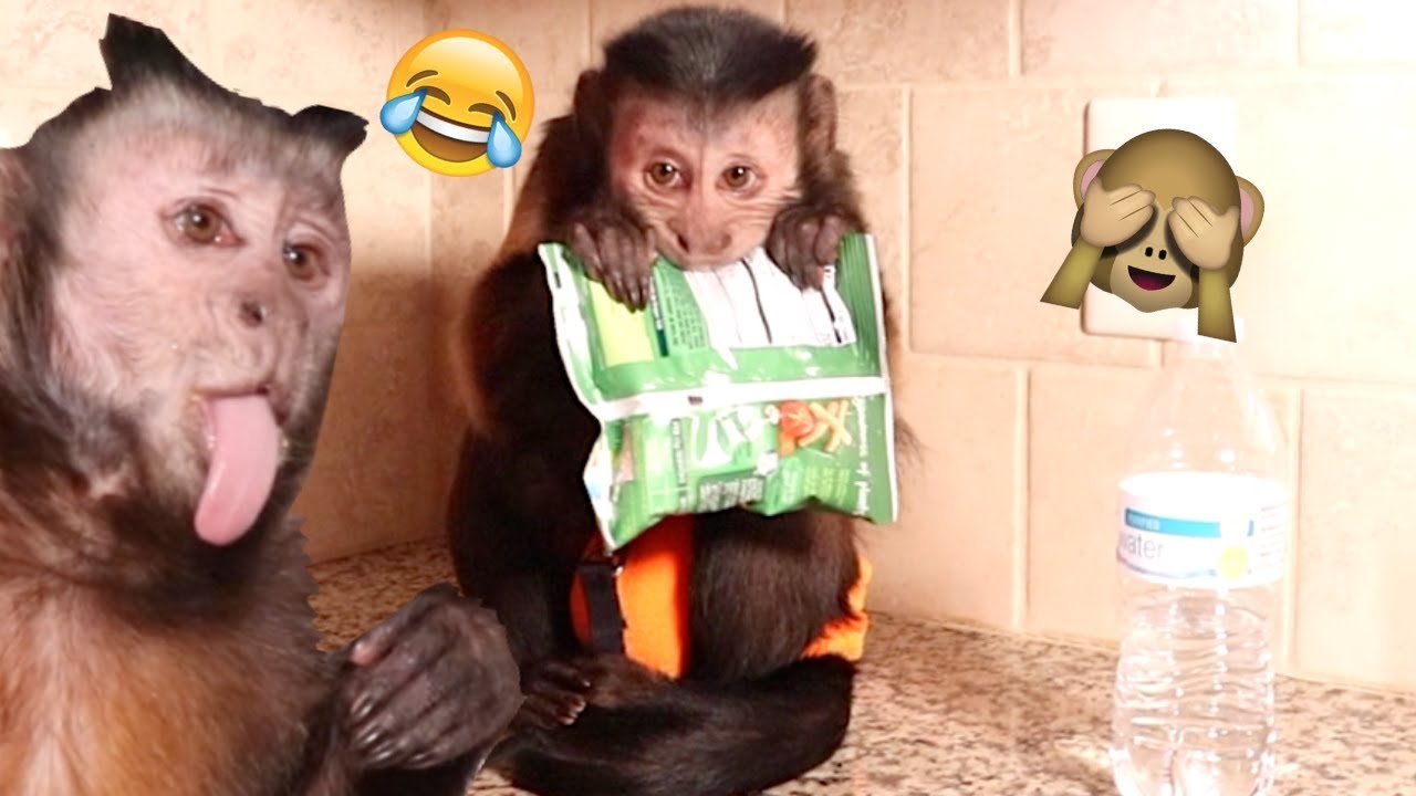Monkey LOVES Veggie Crisps! - YouTube