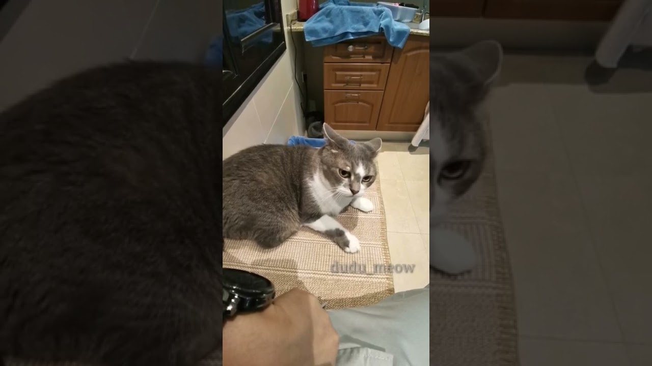 moody cat😹/funny Angry cat.#shorts #viral #cat #memes #funny #trending ...