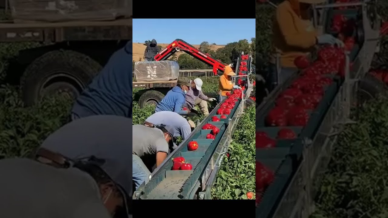 Modern bell pepper farm #agriculture #shorts - YouTube