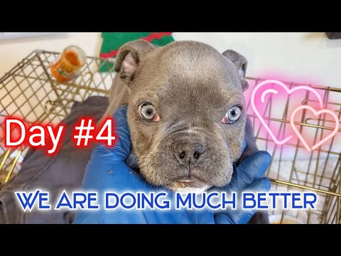 Parvo treatment at home. day #4 fighting #parvovirus - YouTube