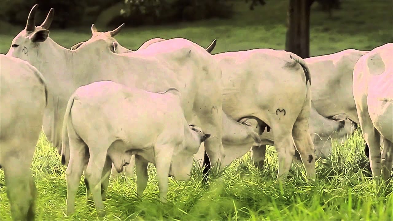 VACA NELORE - YouTube