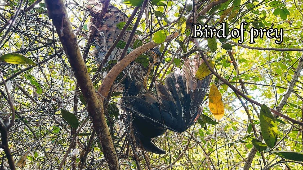 Hawking black crowned night heron #birds #falcons #hawks - YouTube
