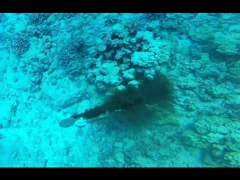Epic Octopus and Eel Battle - YouTube
