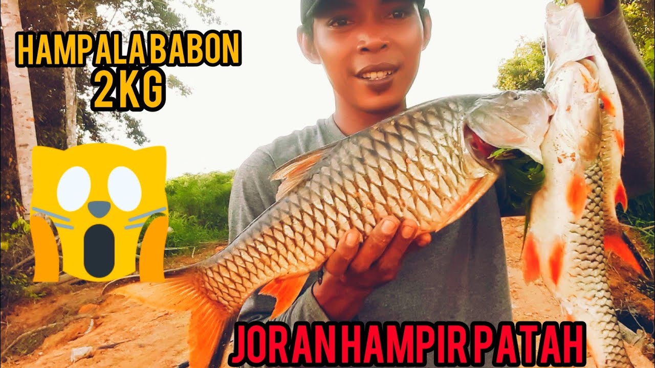 REKOR PRIBADI KESTING HAMPALA 2KG..terinspirasi dari mas bolon 3s - YouTube