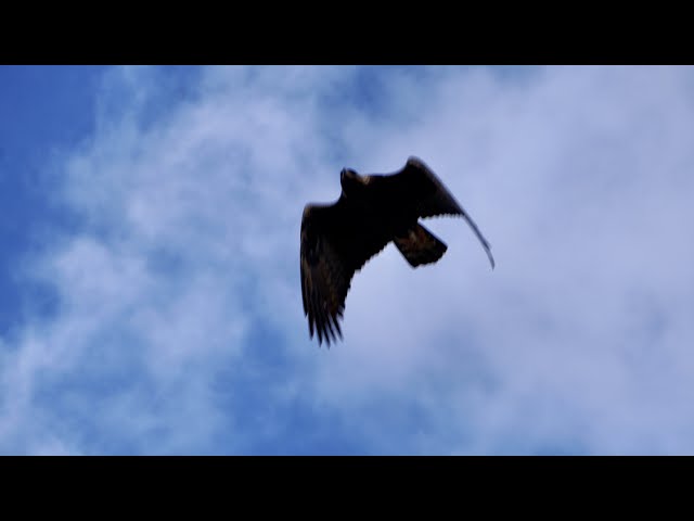 Eagle Flying In The Storm 135 Soaring Eagle Flying Storm Stock Photos