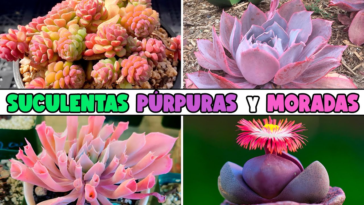 10 PLANTAS SUCULENTAS MORADAS y PÚRPURAS - YouTube