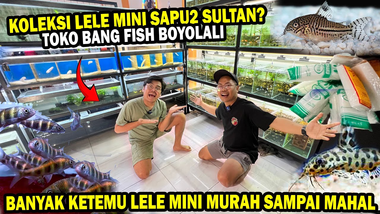GREBEK!! KOLEKSI IKAN ANEH DARI LELE MINI SAMPAI MAZER DI BANG FISH ...
