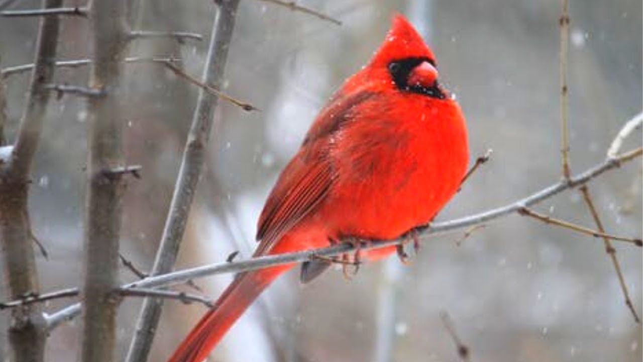 Northern Cardinal Sounds - Bird - YouTube