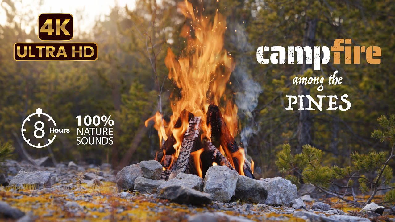 4K 50p 🔥🌲 Morning Bonfire in a Pine Forest | Crackling Flames, Singing ...