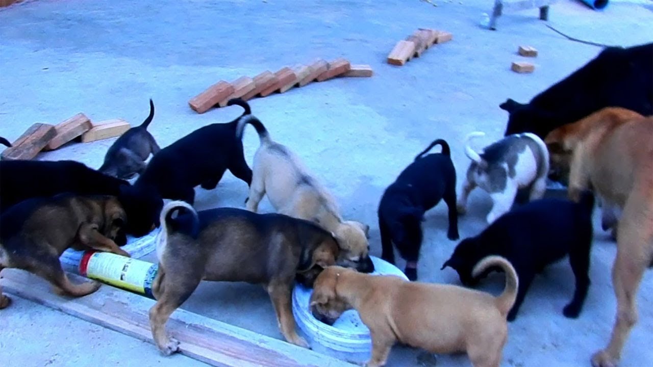 Yummy Yummy food baby dog eating full - YouTube