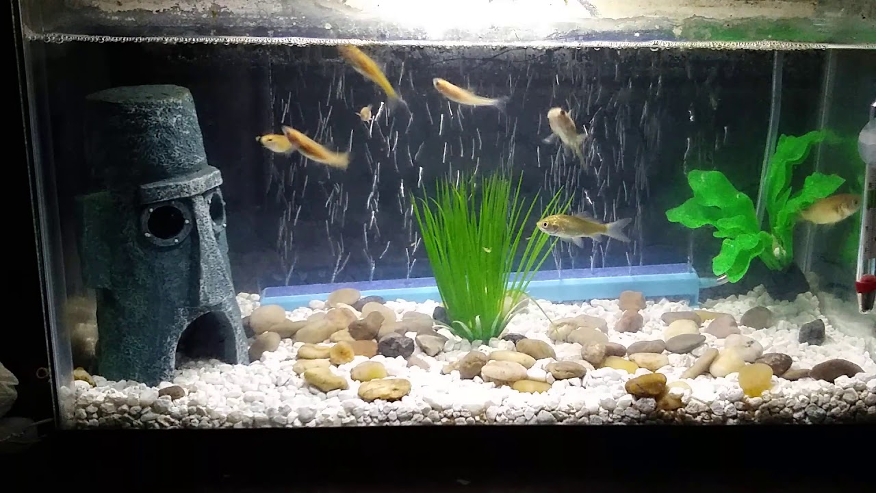 Live fish tank freshwater - YouTube