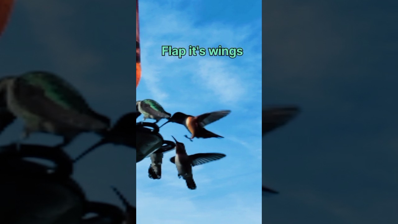 Hummingbird - The lightest bird in the world #shorts #youtubeshorts # ...