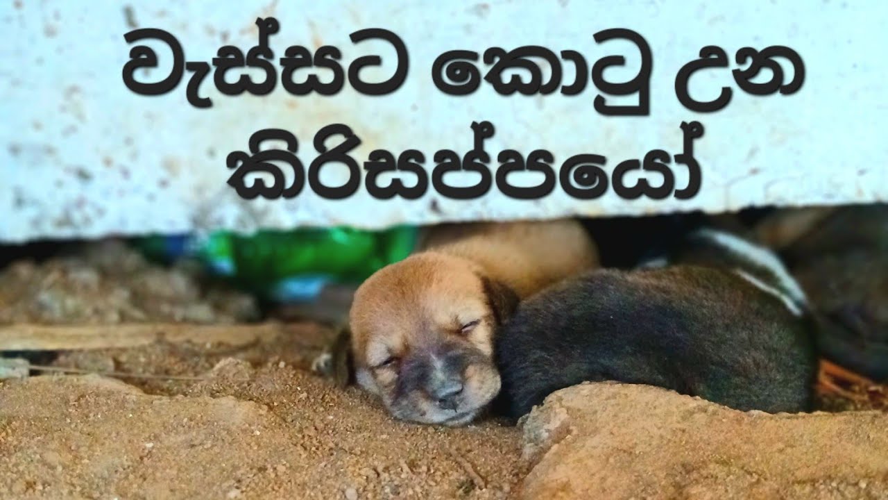වැස්සට කොටු උන කිරිසප්පයෝ 😢 ️🙏DARSH & MARSH is live! - YouTube