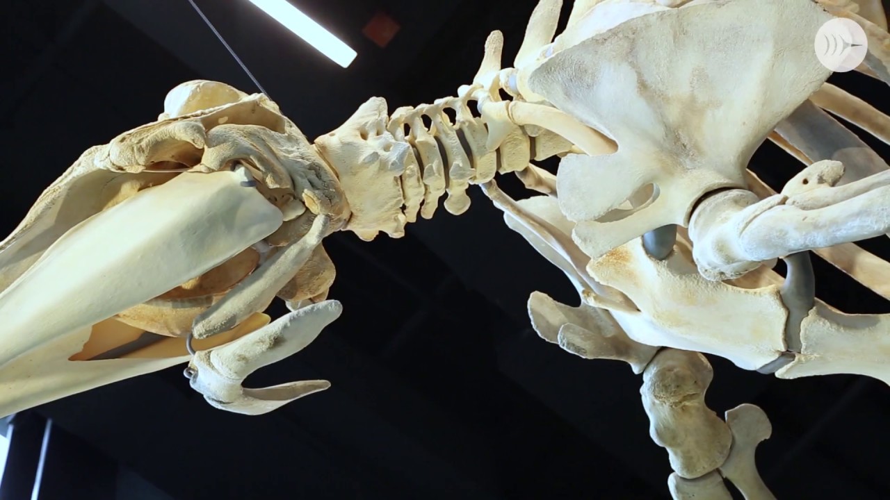 Baird's Beaked Whale at the Burke Museum - YouTube