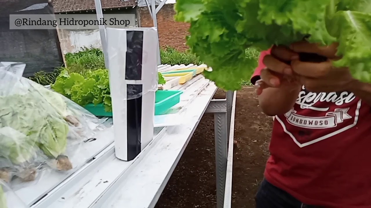 CARA PACKING SAYUR CUMA 2 MENIT DAN PANEN SAYUR SEBANYAK 50 KILO - YouTube