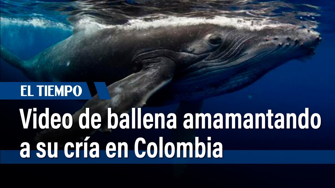 Extraordinario video muestra ballena amamantando a su cría en Colombia ...