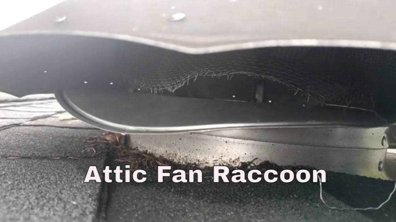 Raccoon in Attic Fan & Gable Vent - YouTube