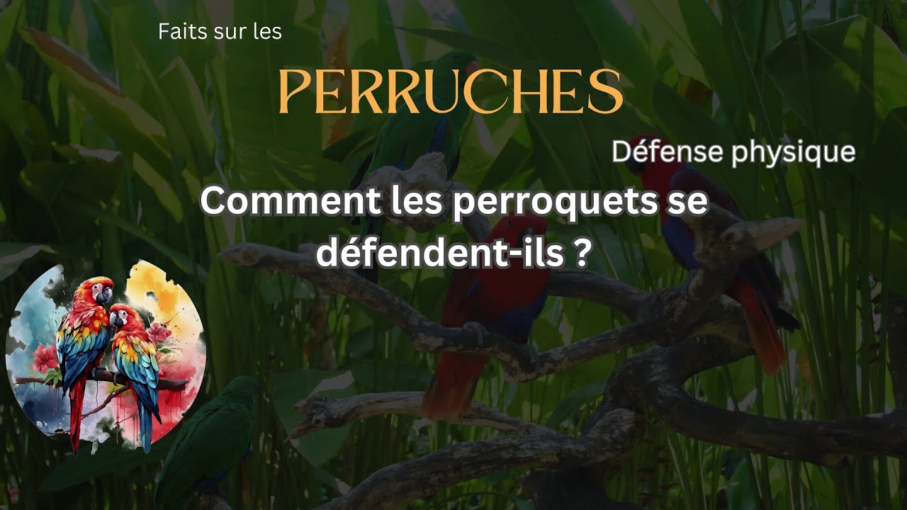 Fait sur le Perroquet 45 - Comment les perroquets se défendent-ils ...