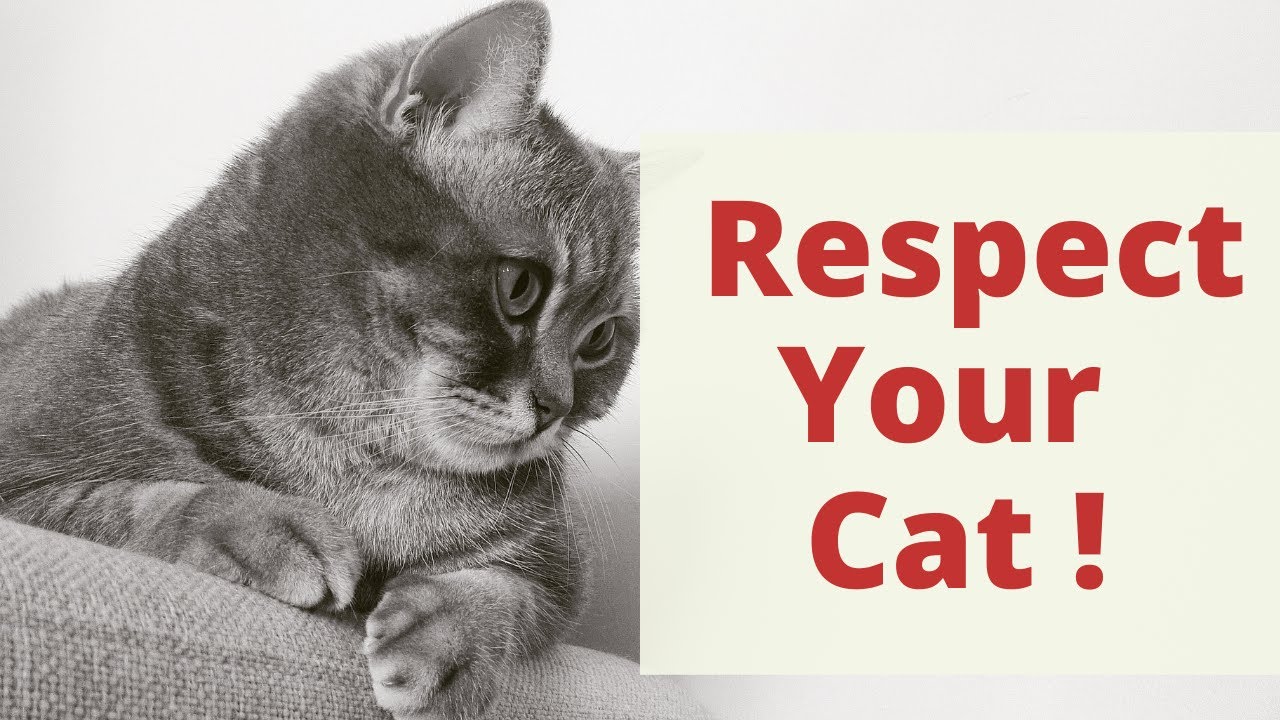 Respect Cat's Independence And Win Cat's Heart. Why Are Cats So ...